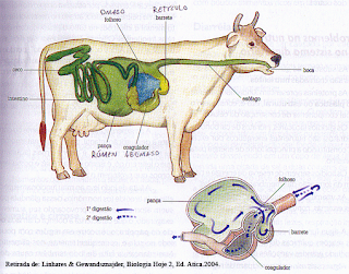 Medicina Veterinária